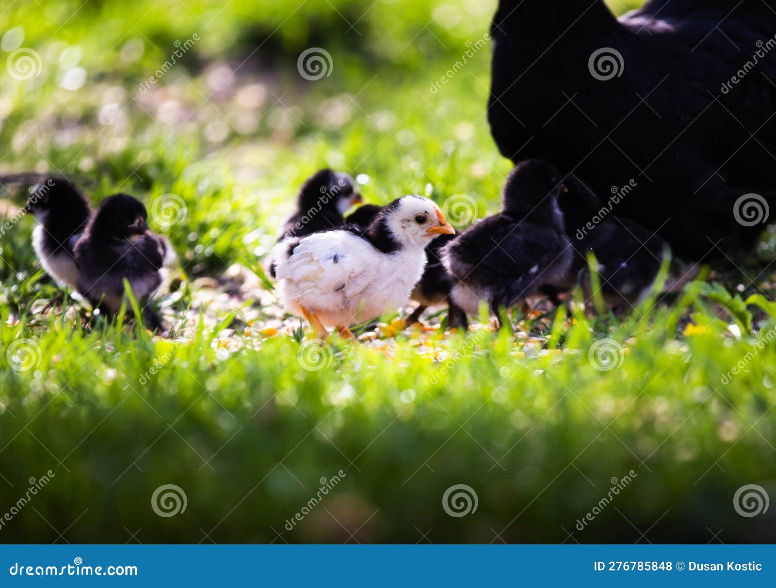 A Hen a Brood Hen with Chickens Stock Photo - Image of agriculture ...