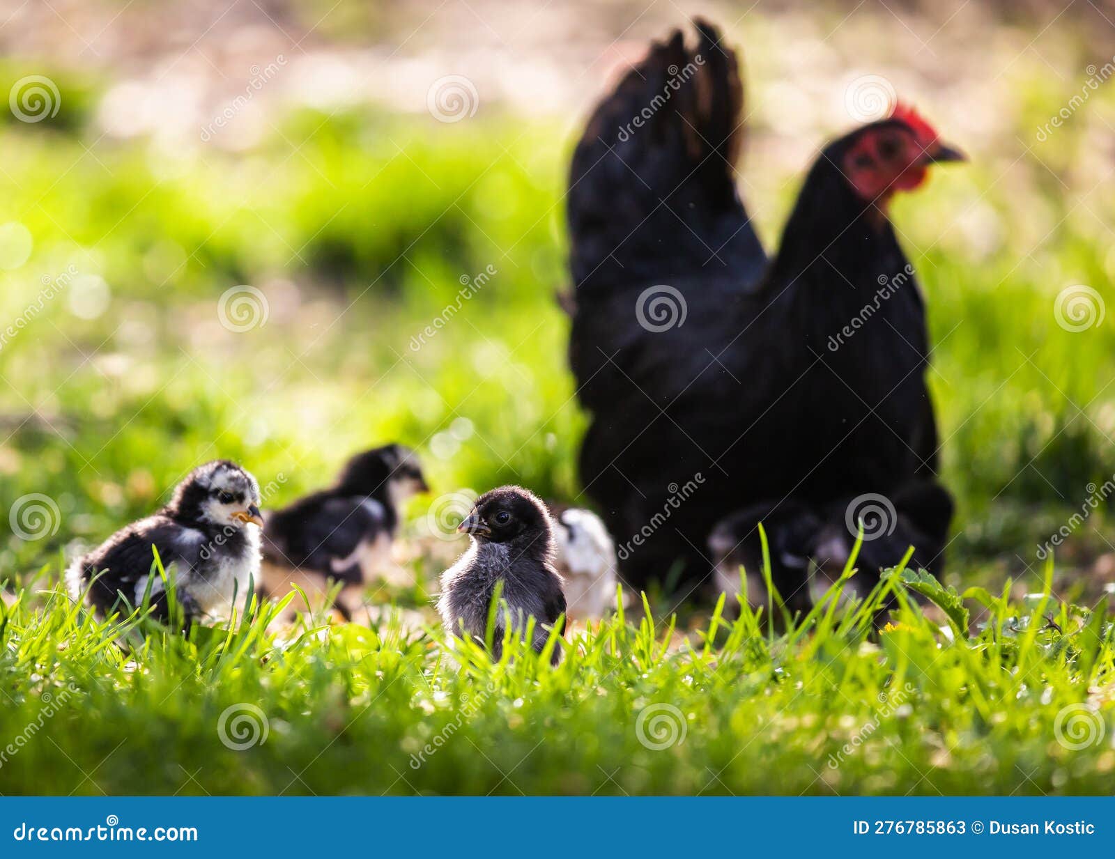 A Hen a Brood Hen with Chickens Stock Image - Image of clucking ...
