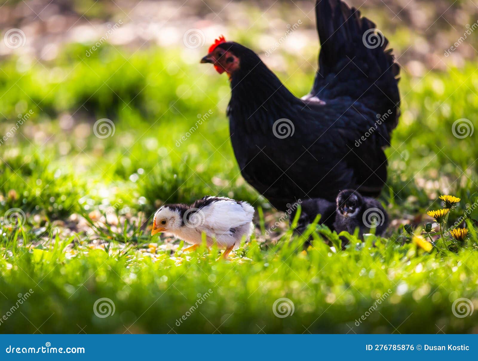 A Hen a Brood Hen with Chickens Stock Photo - Image of animals, bird ...