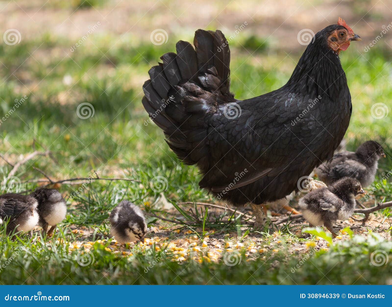 A Hen a Brood Hen with Chickens Stock Image - Image of rural, clucking ...