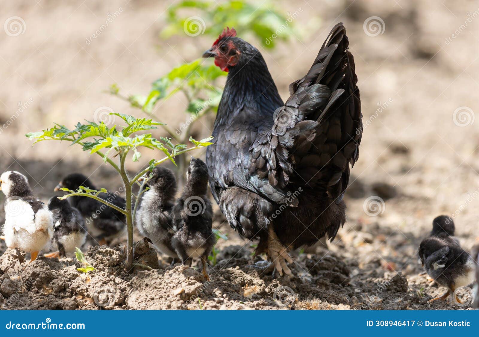 A Hen a Brood Hen with Chickens Stock Image - Image of bird, food ...