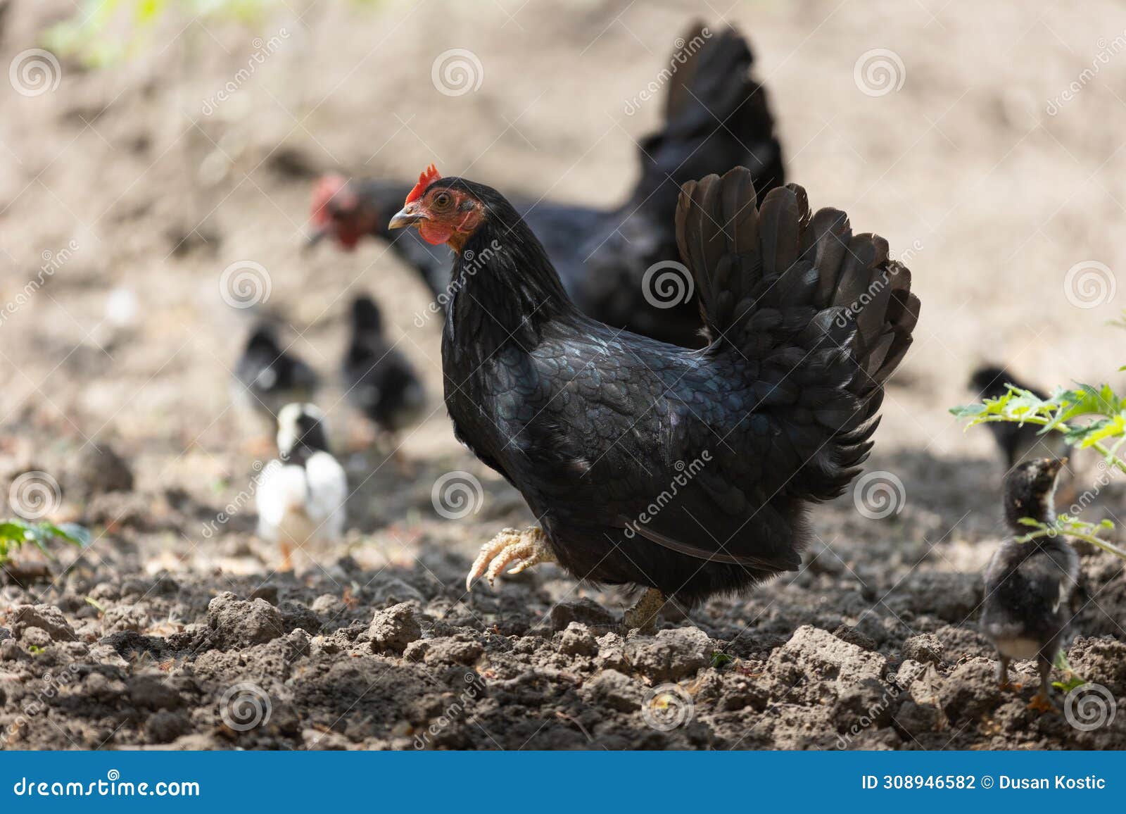 A Hen a Brood Hen with Chickens Stock Photo - Image of feathered ...