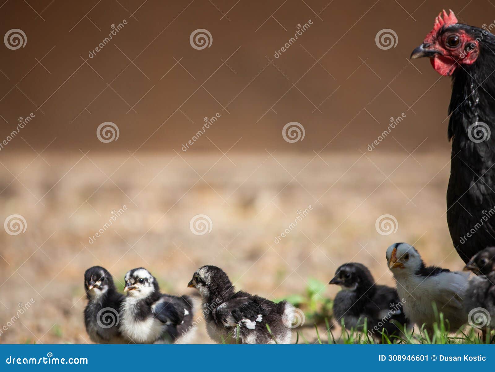 A Hen a Brood Hen with Chickens Stock Image - Image of nature, farm ...