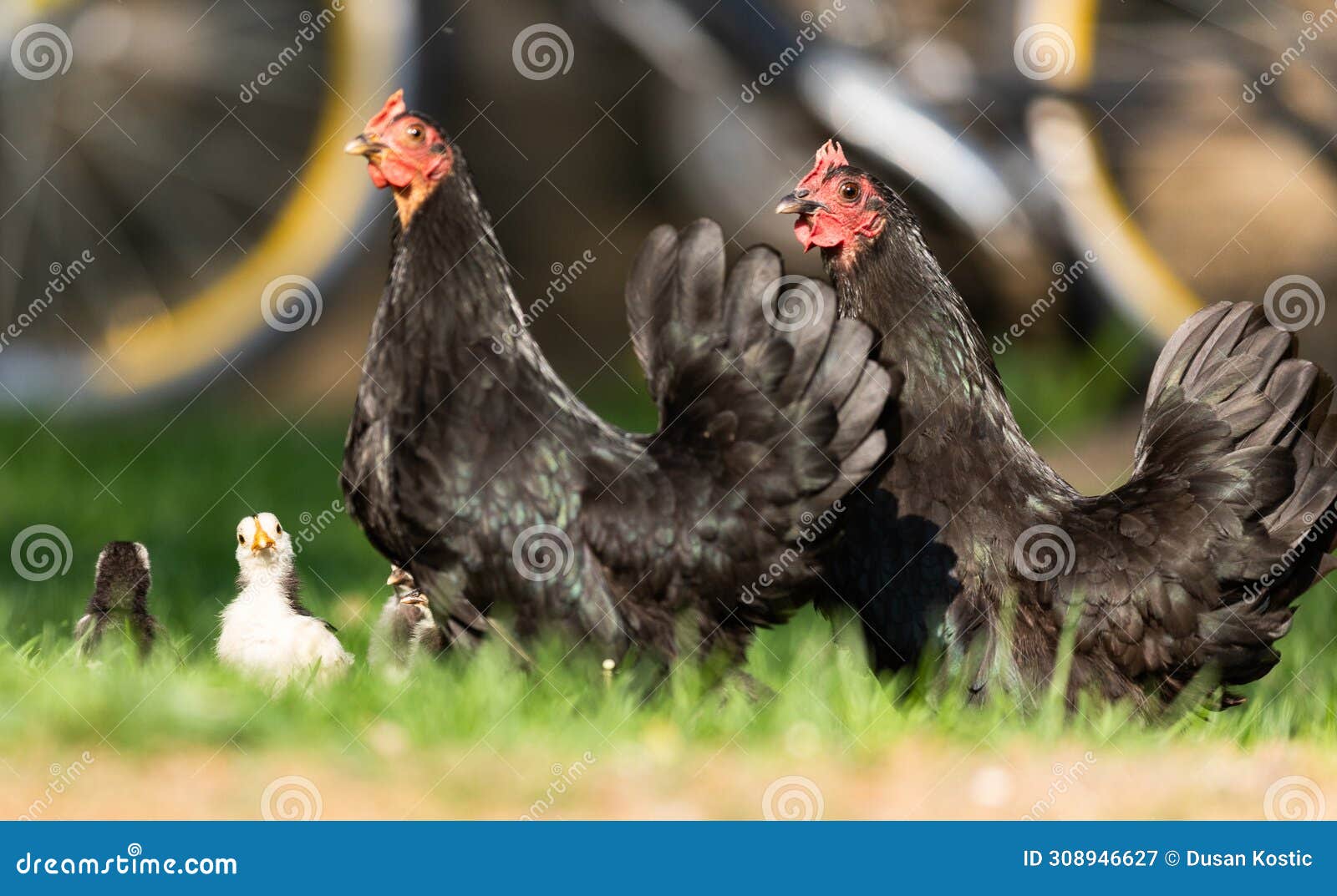 A Hen a Brood Hen with Chickens Stock Image - Image of nature, food ...