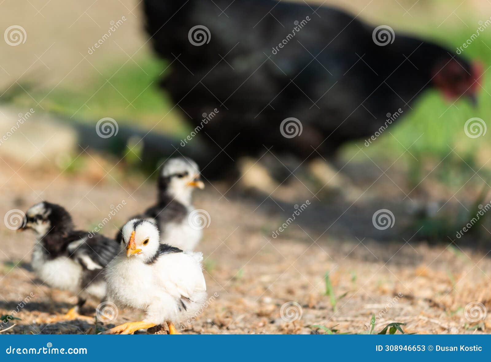 A Hen a Brood Hen with Chickens Stock Image - Image of rural, support ...