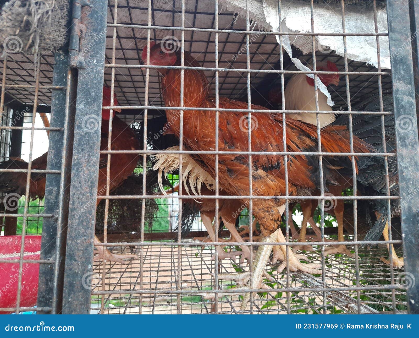 Hen in a cage stock image. Image of bird, wildlife, iron - 231577969
