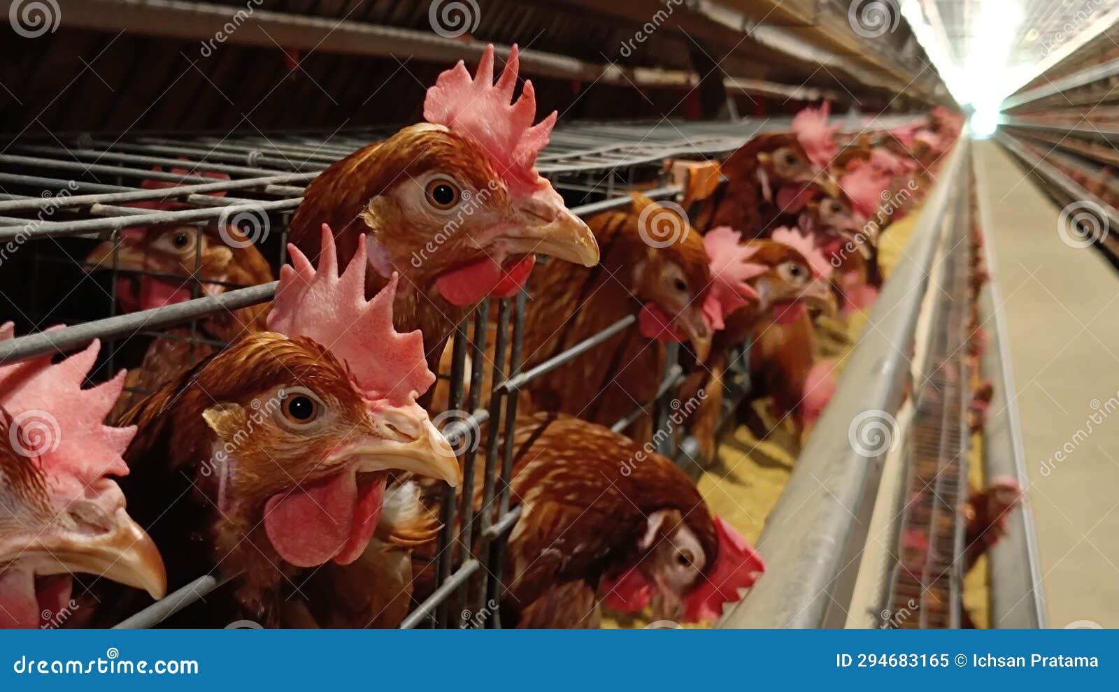 Hen in the Cage with Modern in Modern Farm Stock Image - Image of ...