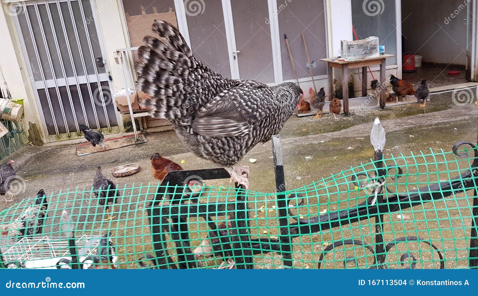 Home Poultry Farm In Italy. Domestic Hens And Cockerels Walk Around The ...