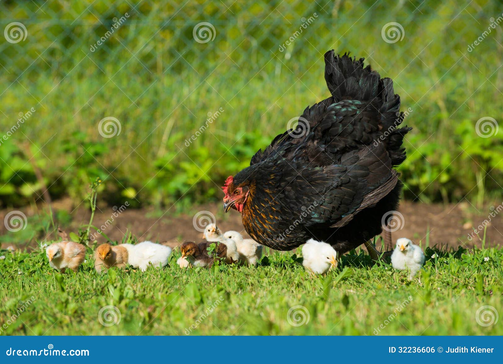 Hen with chick stock photo. Image of animals, chickens - 32236606