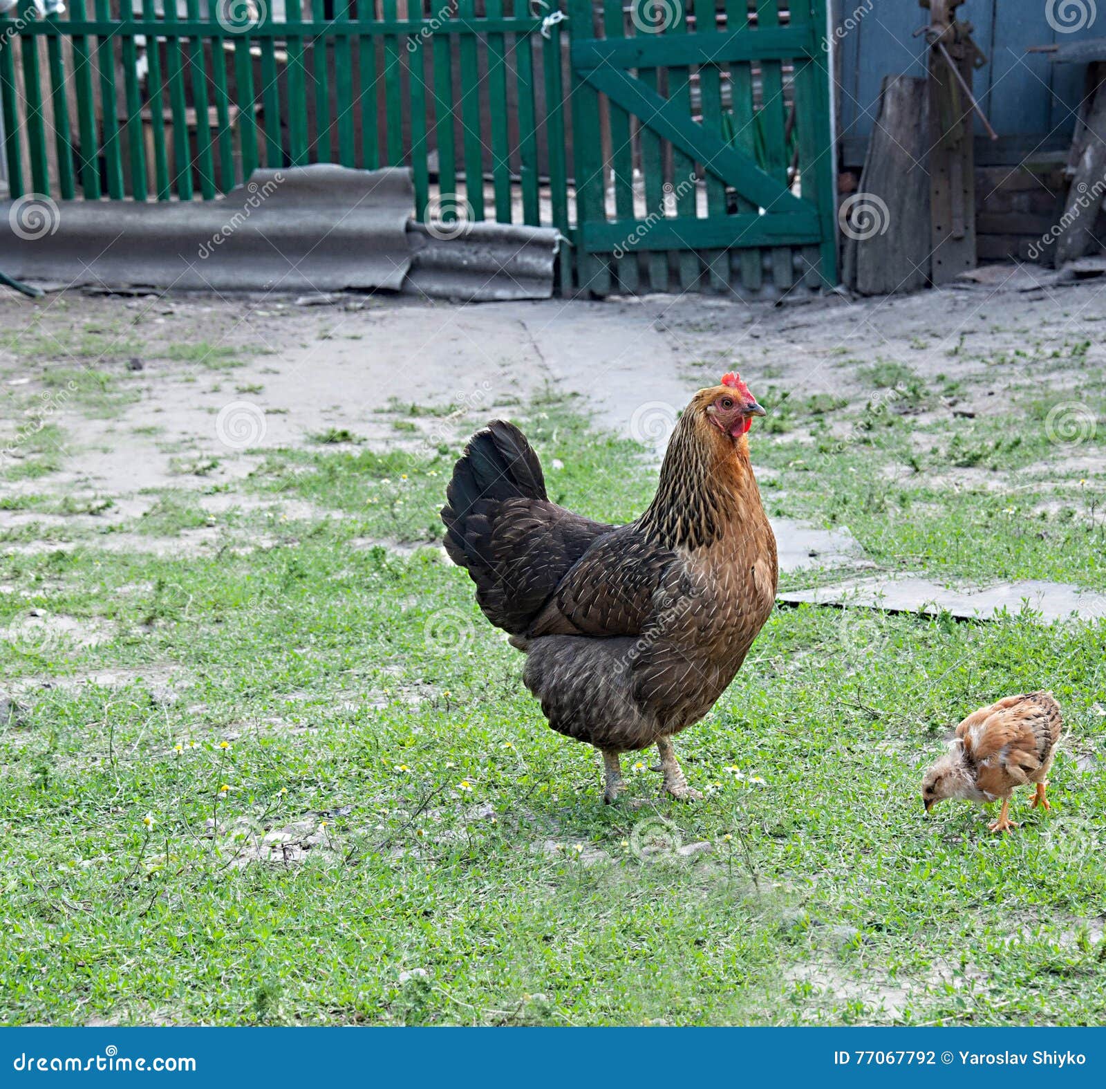 Hen with Chick Pecking in the Green Grass Stock Photo - Image of grown ...
