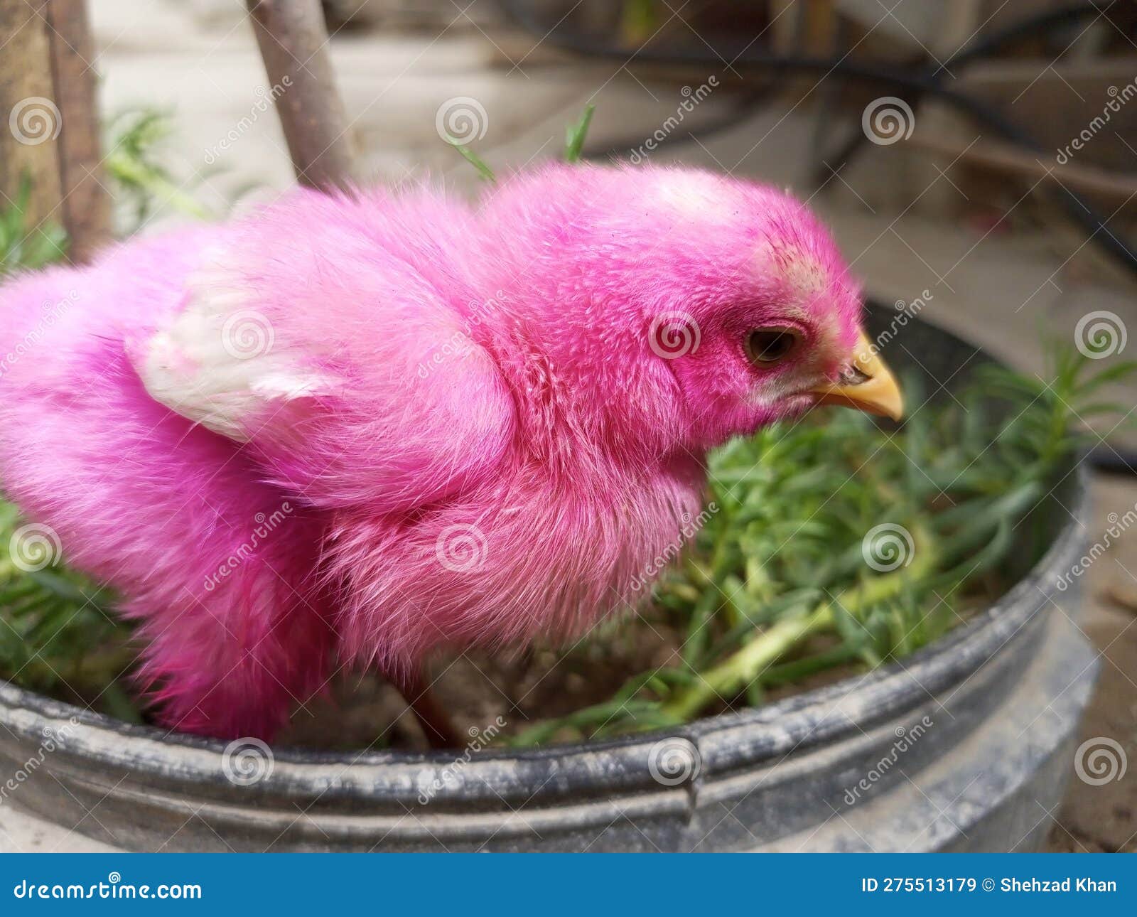 Hen Chick with Pink color stock image. Image of green - 275513179