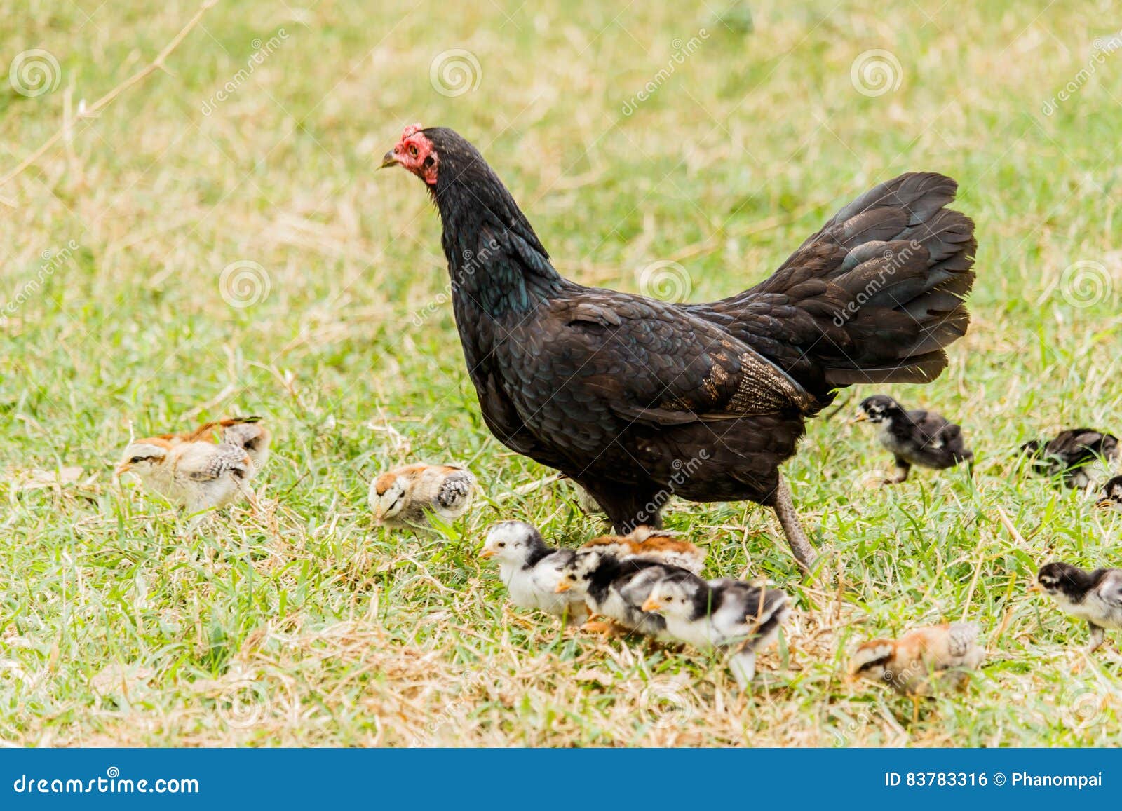 Hen Chick Rearing in Natural Environment Rural Scene Stock Photo ...