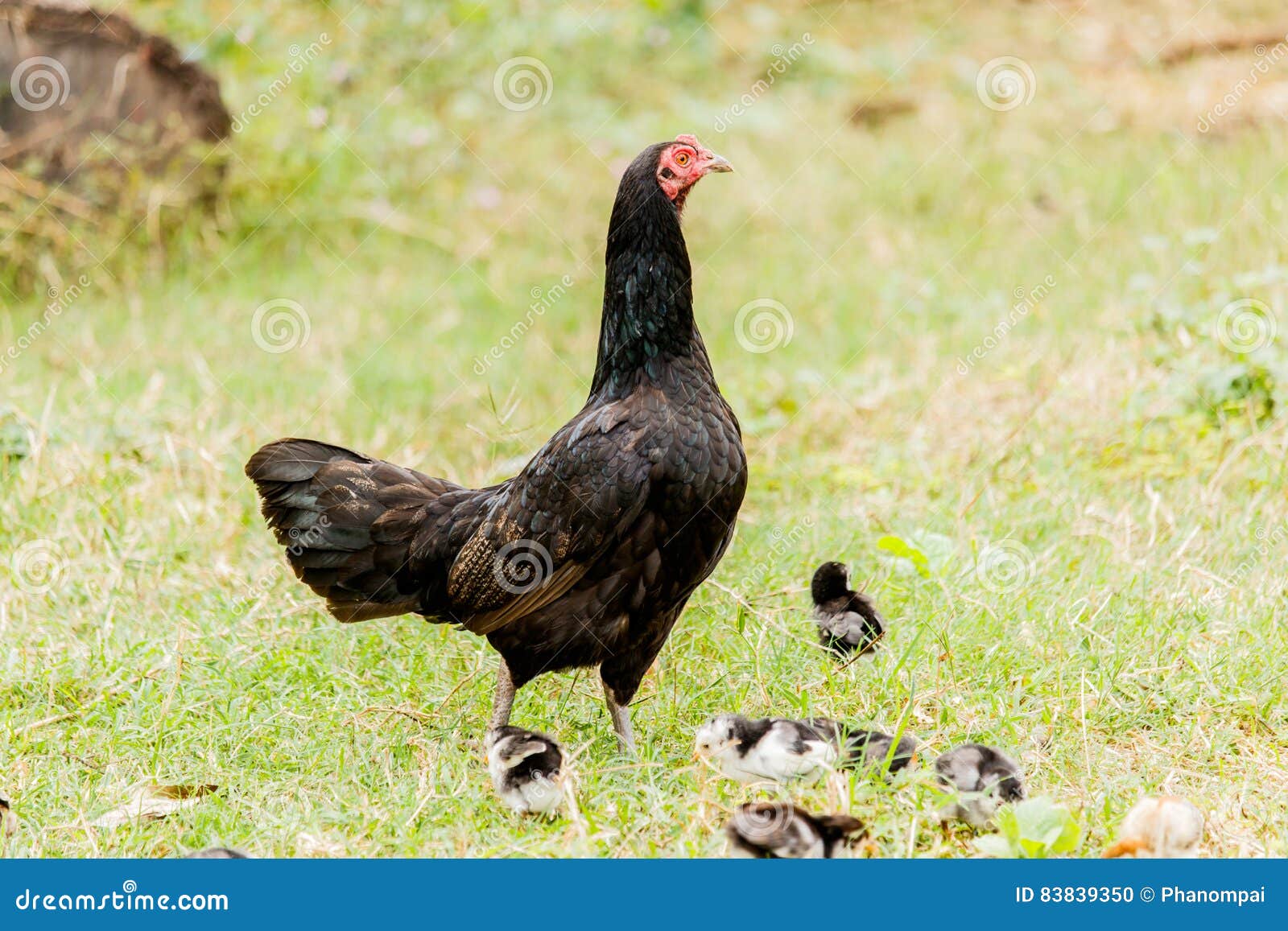 Hen Chick Rearing in Natural Environment Rural Scene. Stock Photo ...