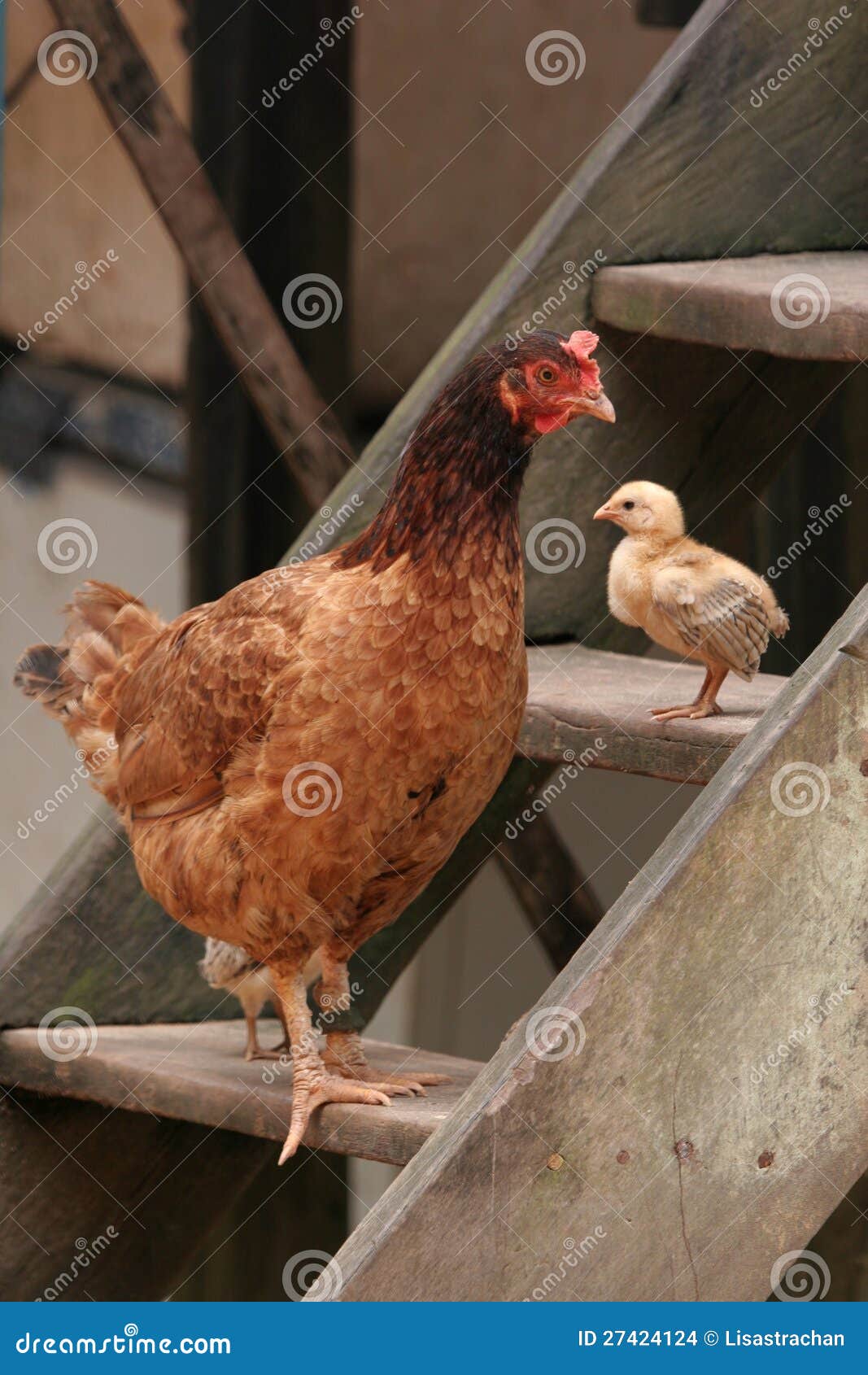 Hen & Chick Stand on Wooden Steps, Brazil Stock Photo - Image of beak ...