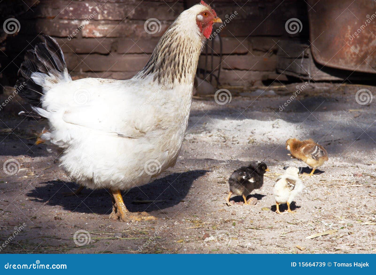 Hen and chicken stock image. Image of chicken, field - 15664739
