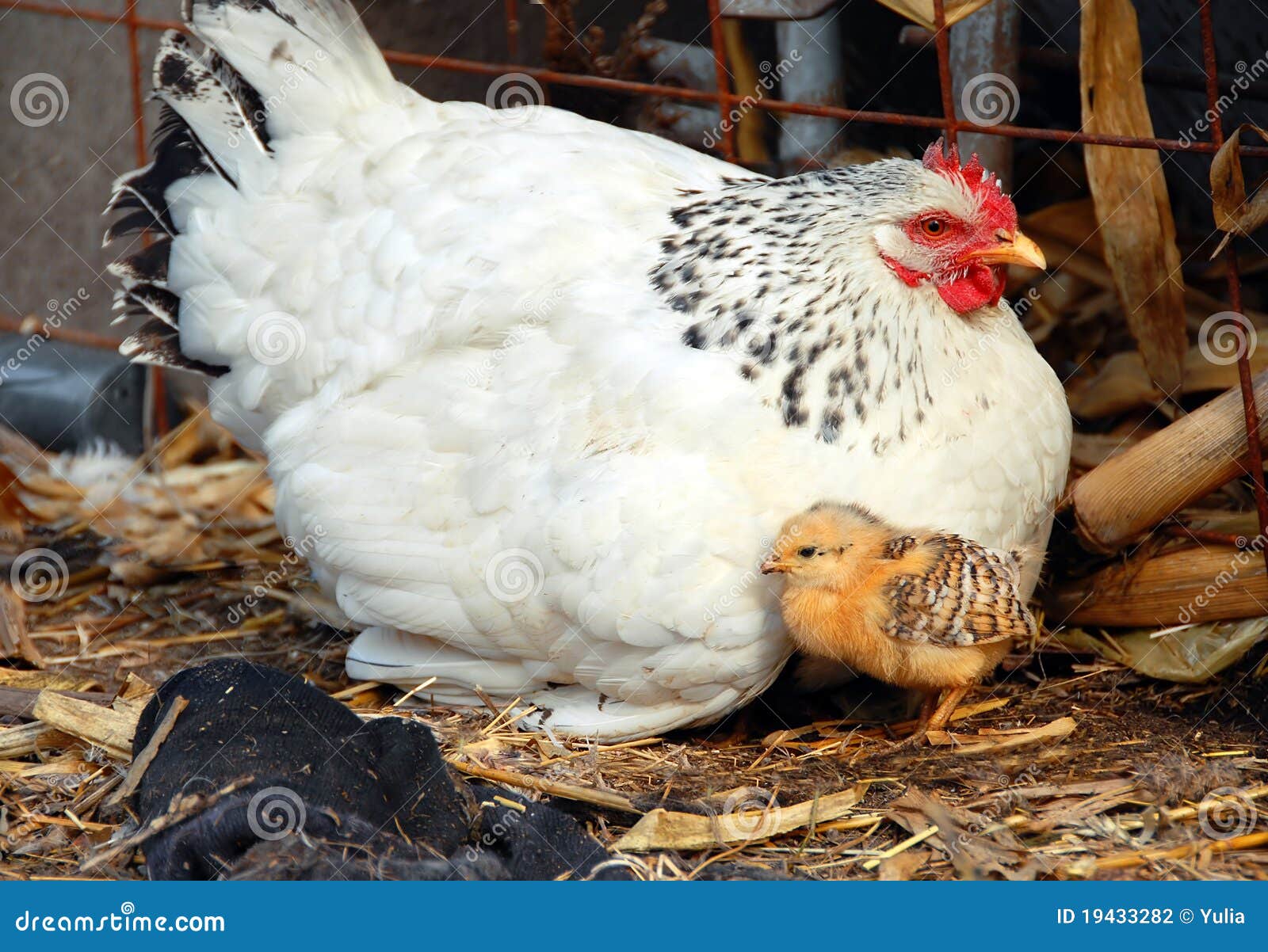 Hen and chicken stock photo. Image of family, child, yellow - 19433282