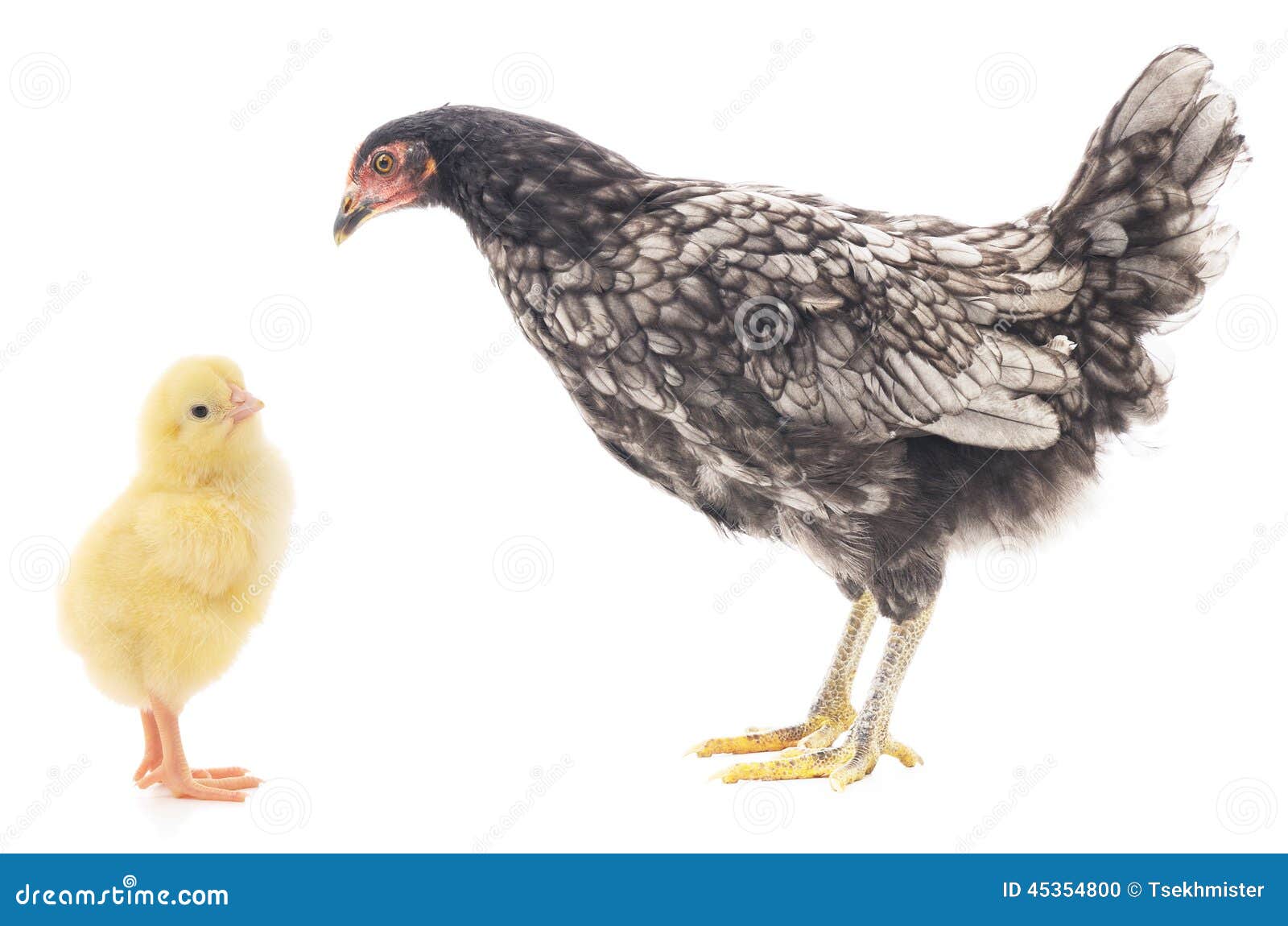 Hen and Chicken stock photo. Image of birds, brown, standing - 45354800