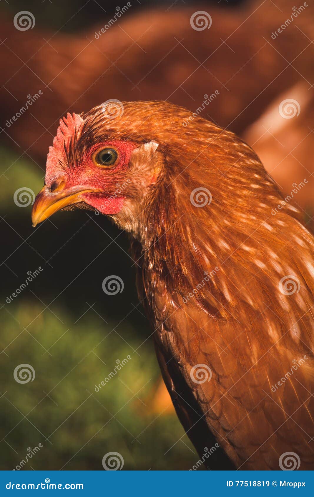 Hen chicken Close up stock image. Image of sunlight, closeup - 77518819