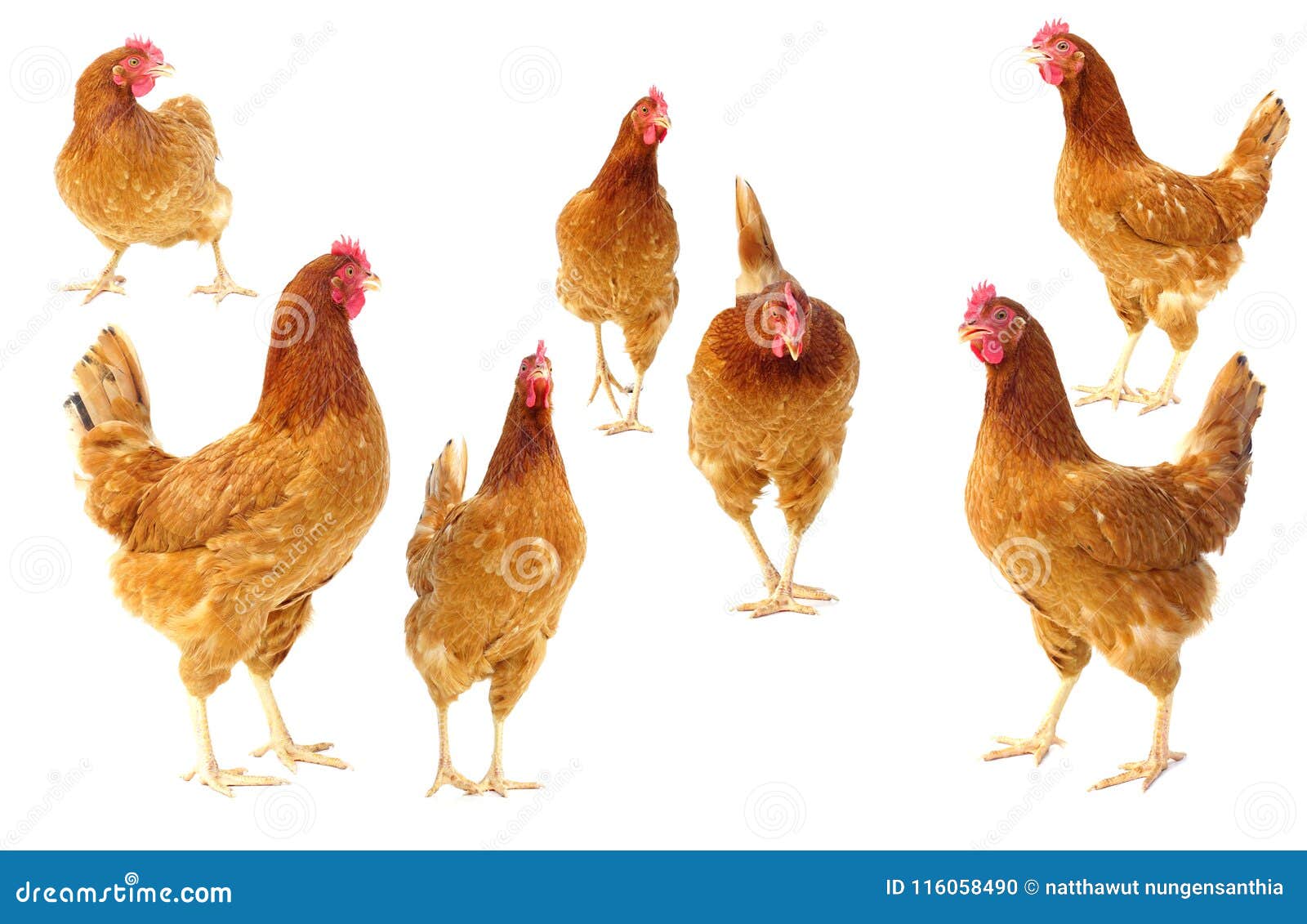 Hen Chicken Collection,brown Hen Isolated on White Stock Photo - Image ...