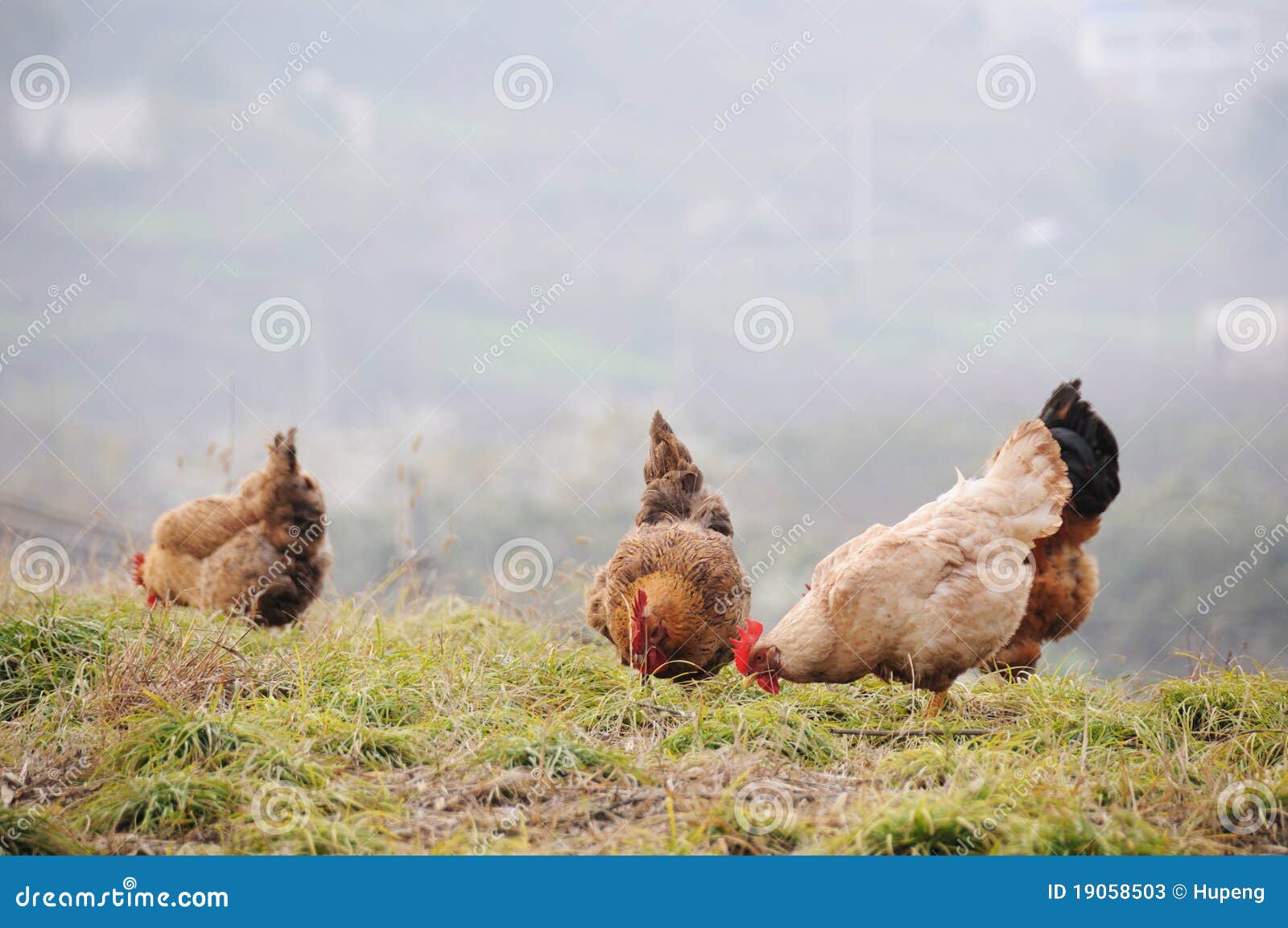 Hen chicken is eating stock image. Image of claws, common - 19058503