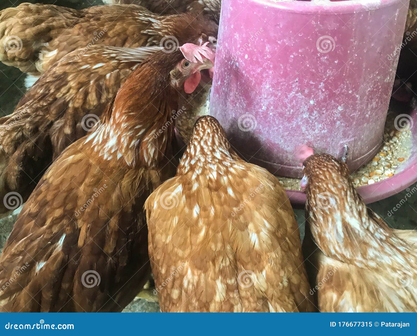 Hen Chicken Eating Corn from Organic Farm Background. Stock Image ...