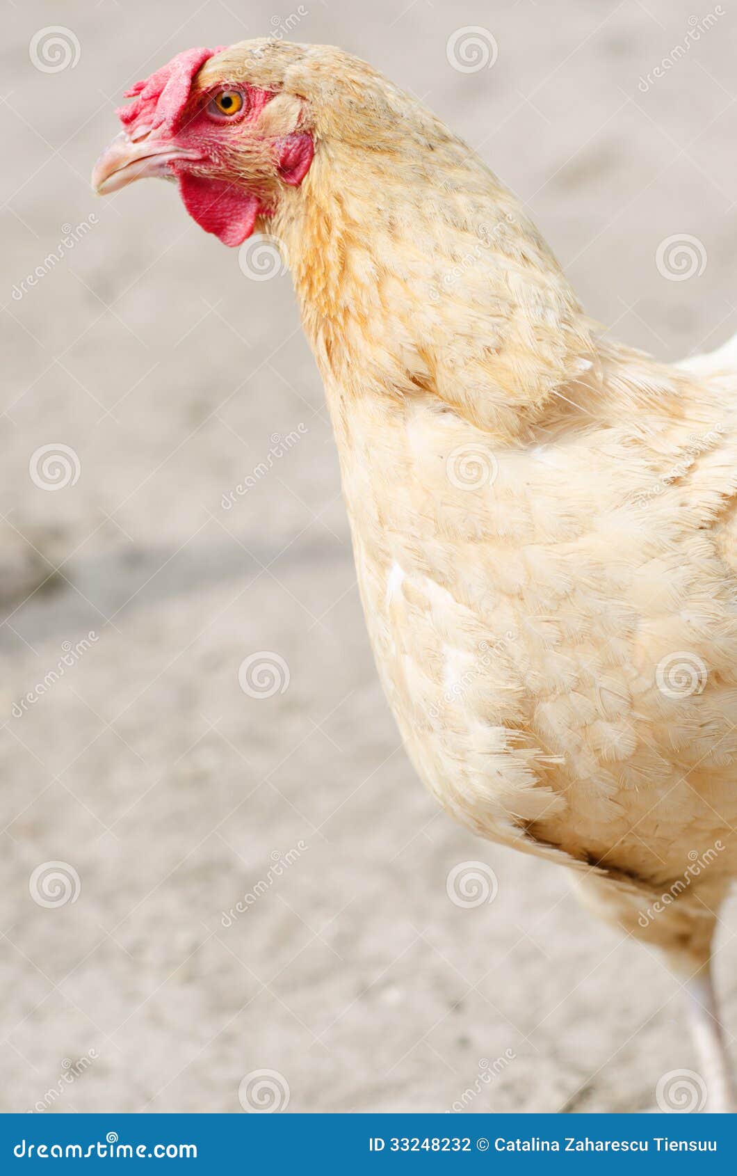Hen stock photo. Image of domesticated, poultry, traditional - 33248232