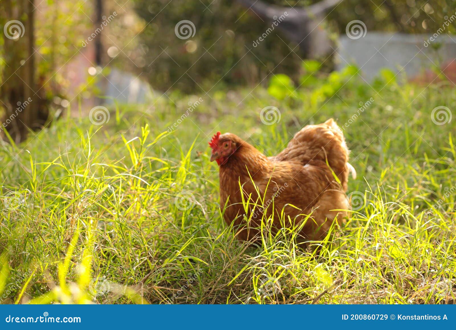 Hen Chicken Free Range in the Meadow Stock Image - Image of organic ...