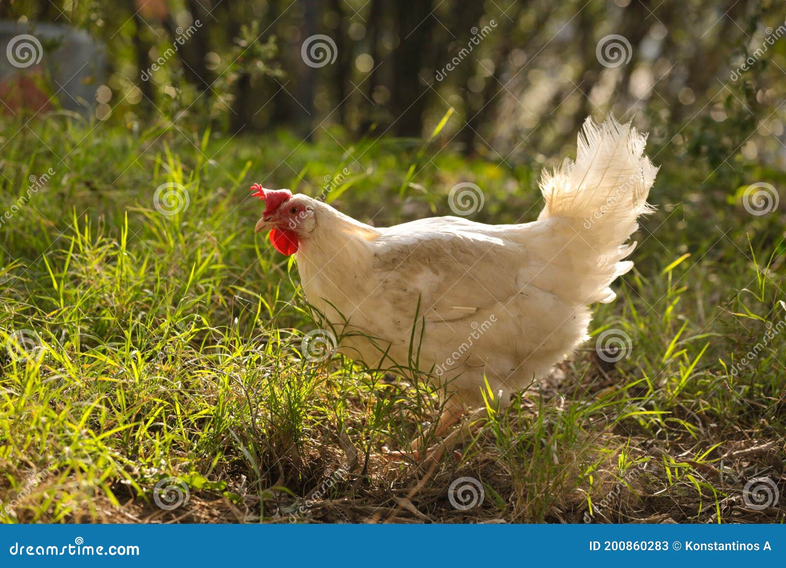 Hen Chicken Free Range in the Meadow Stock Image - Image of brown ...