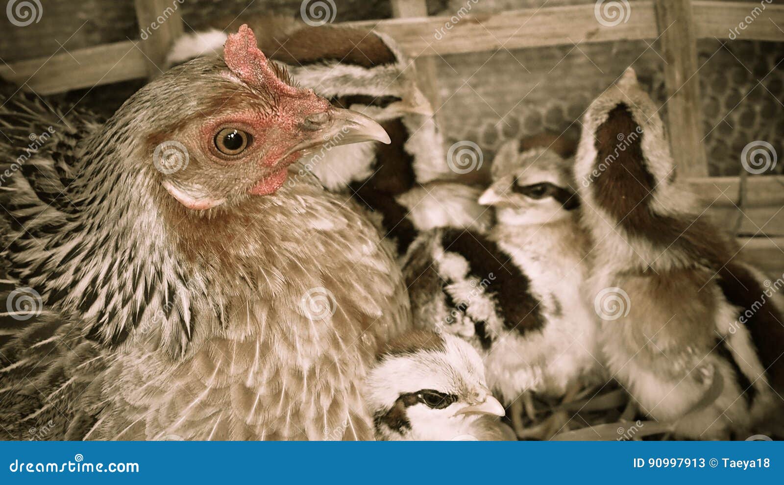 Hen and chicken stock image. Image of brown, chicken - 90997913