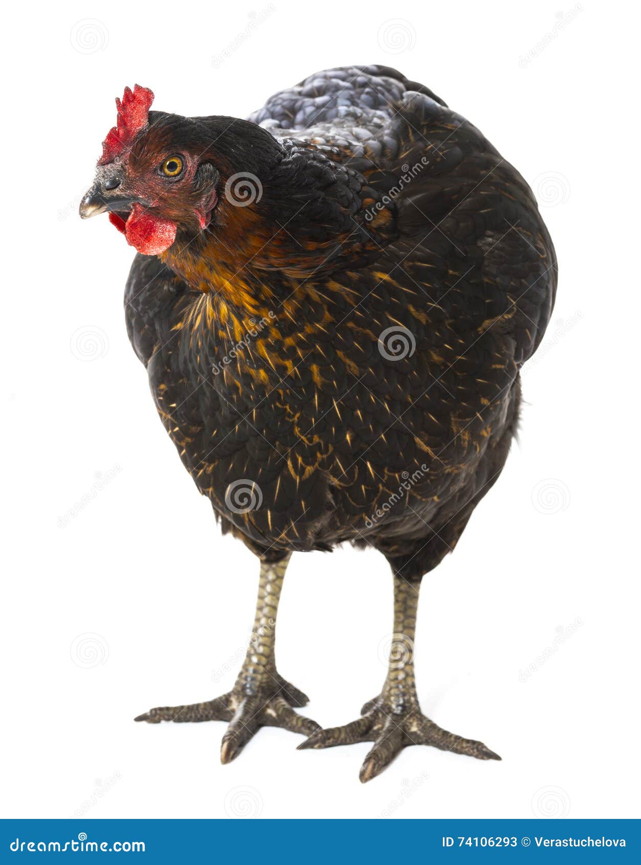 A hen stock image. Image of farm, agriculture, live, domestic - 74106293