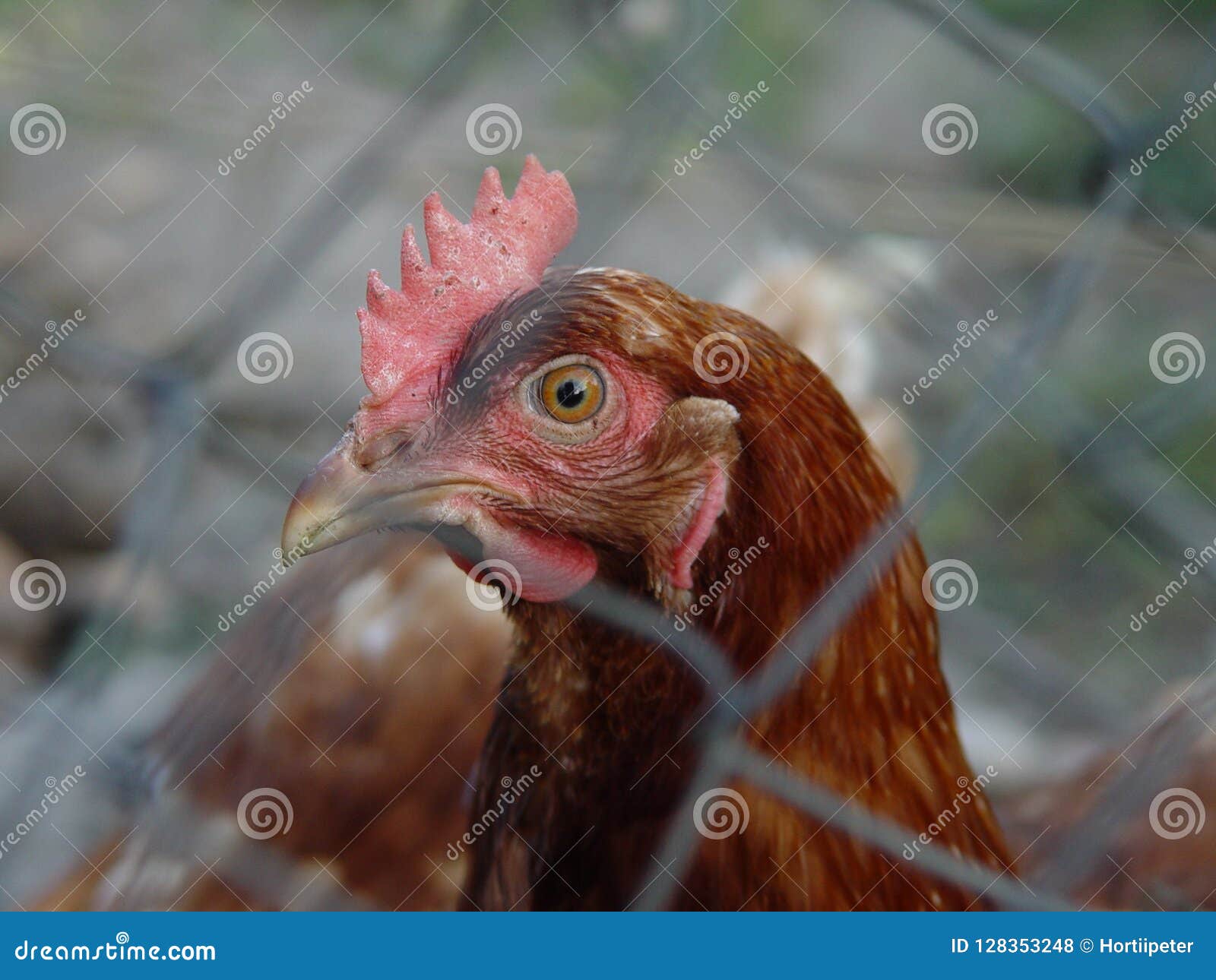Hen, Chicken Looking through a Fence of a Yard Stock Photo - Image of ...
