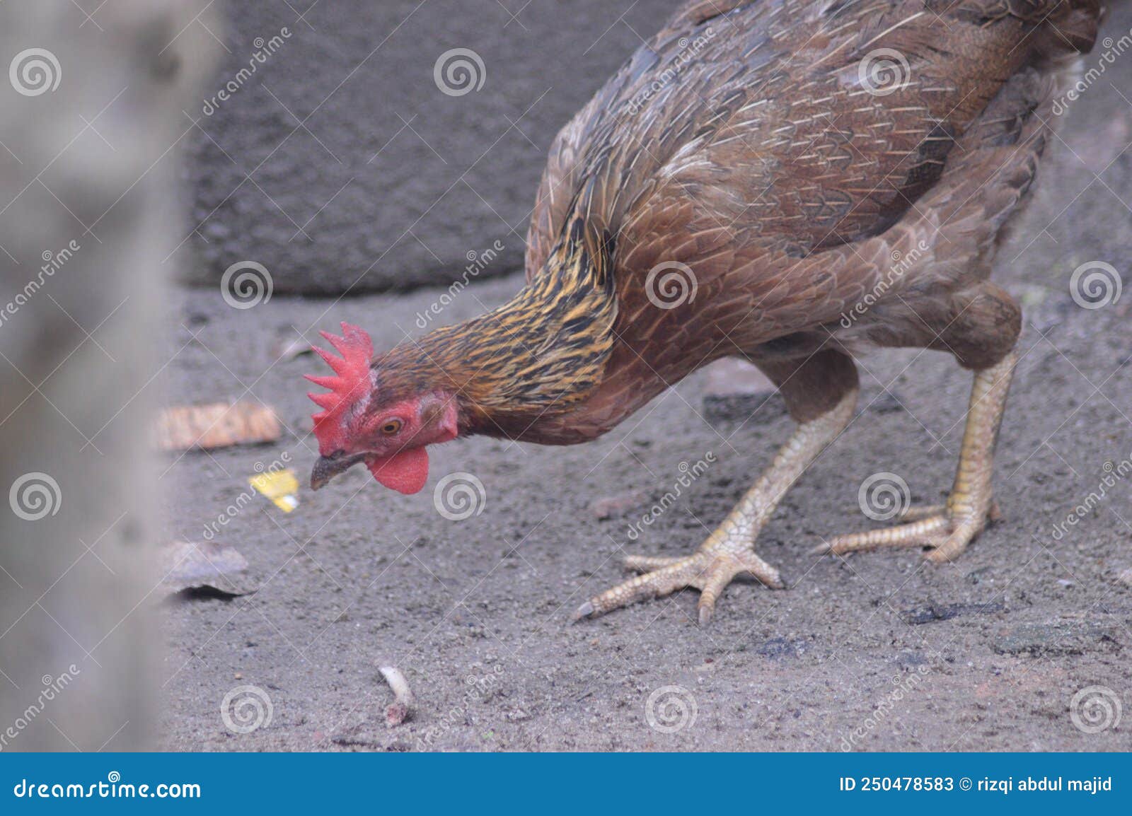 Hen Chicken Looking for the Food for Free Stock Image - Image of animal ...