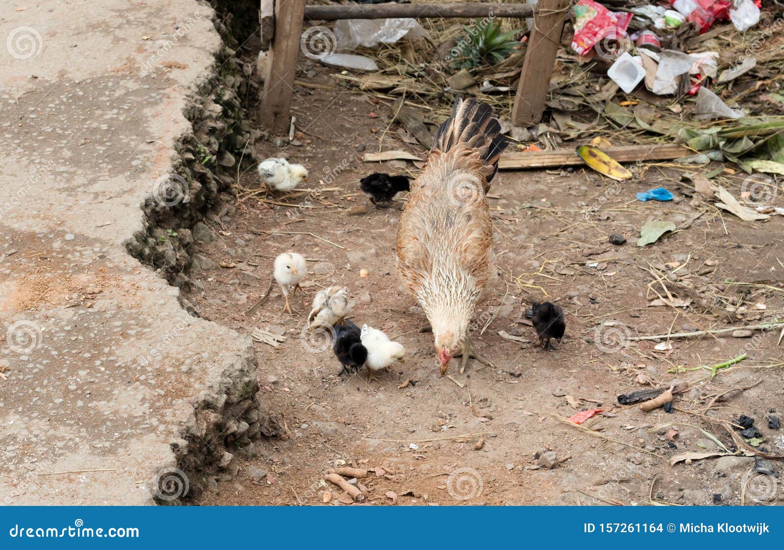 Hen with Chicken in Madagascar, Africa Stock Photo - Image of animal ...
