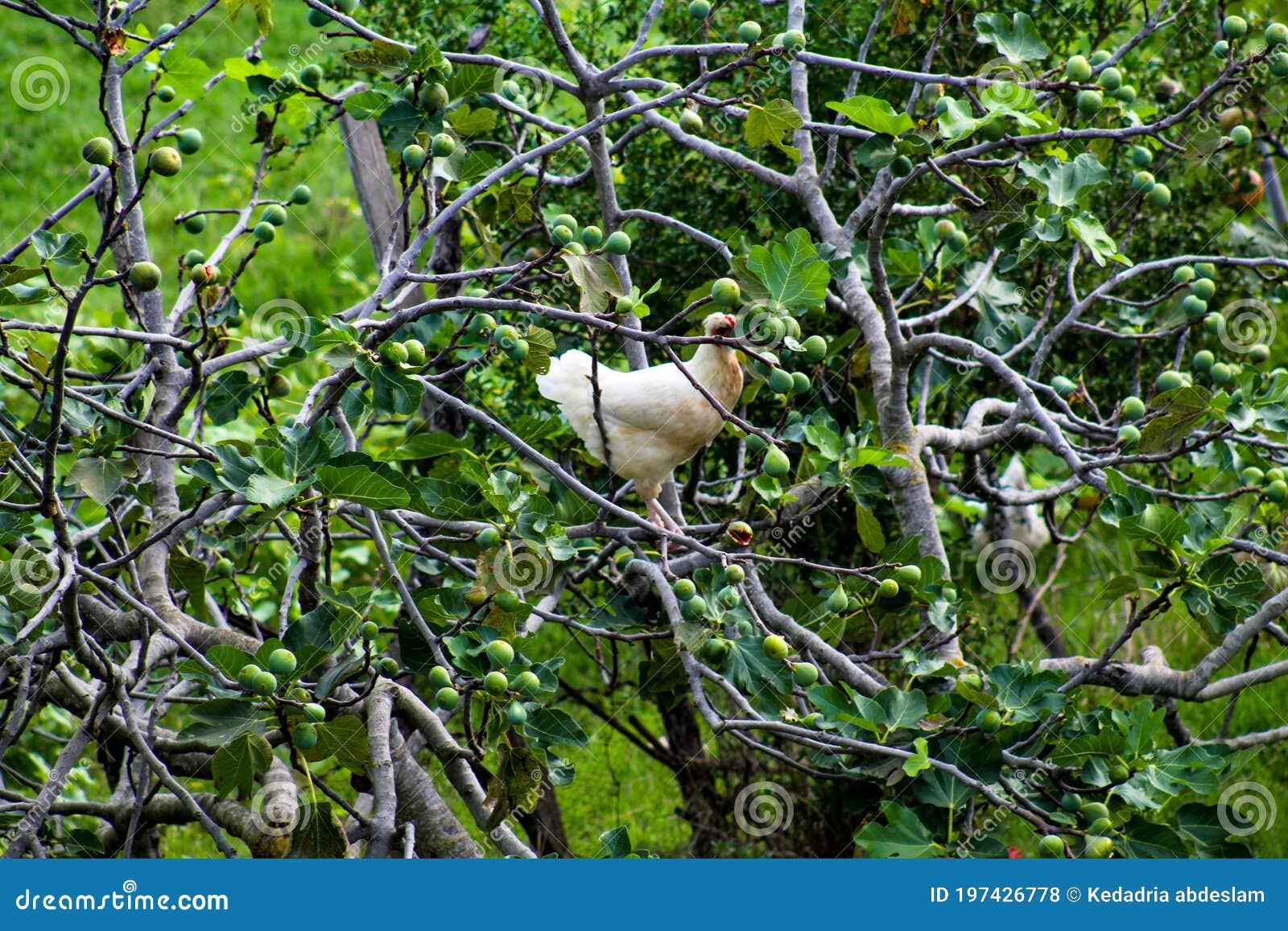 A Hen or Chicken Over a Fig Tree Stock Photo - Image of branch, autumn ...