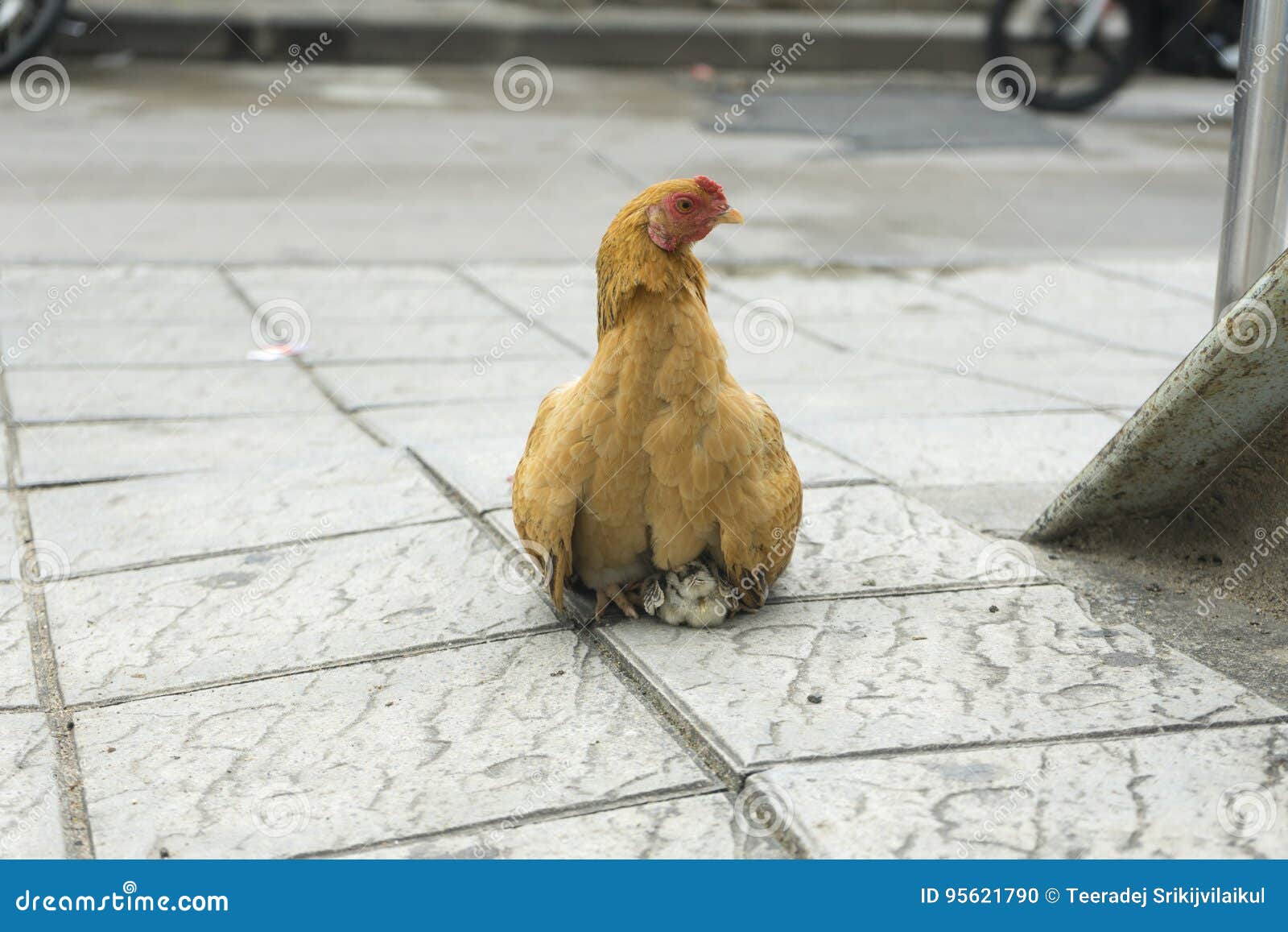 A Hen and Chicken on the Sidewalk of the Road Stock Photo - Image of ...