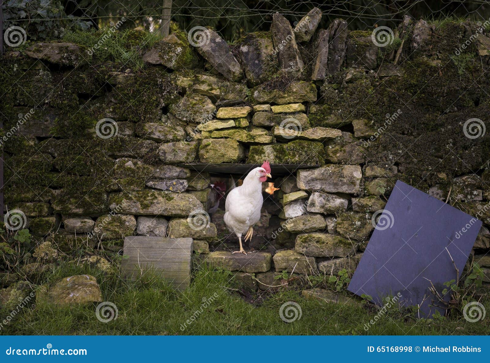 Hen stock photo. Image of chicken, bird, poultry, wall - 65168998