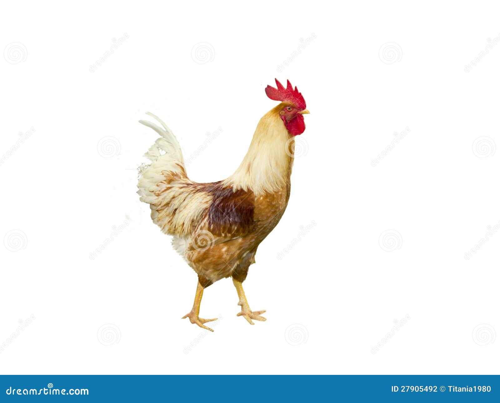 A Hen Chicken in White Background Stock Photo - Image of food, isolated ...
