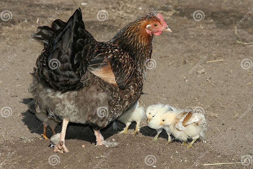 Hen and chickens stock photo. Image of brood, beak, comb - 3373284