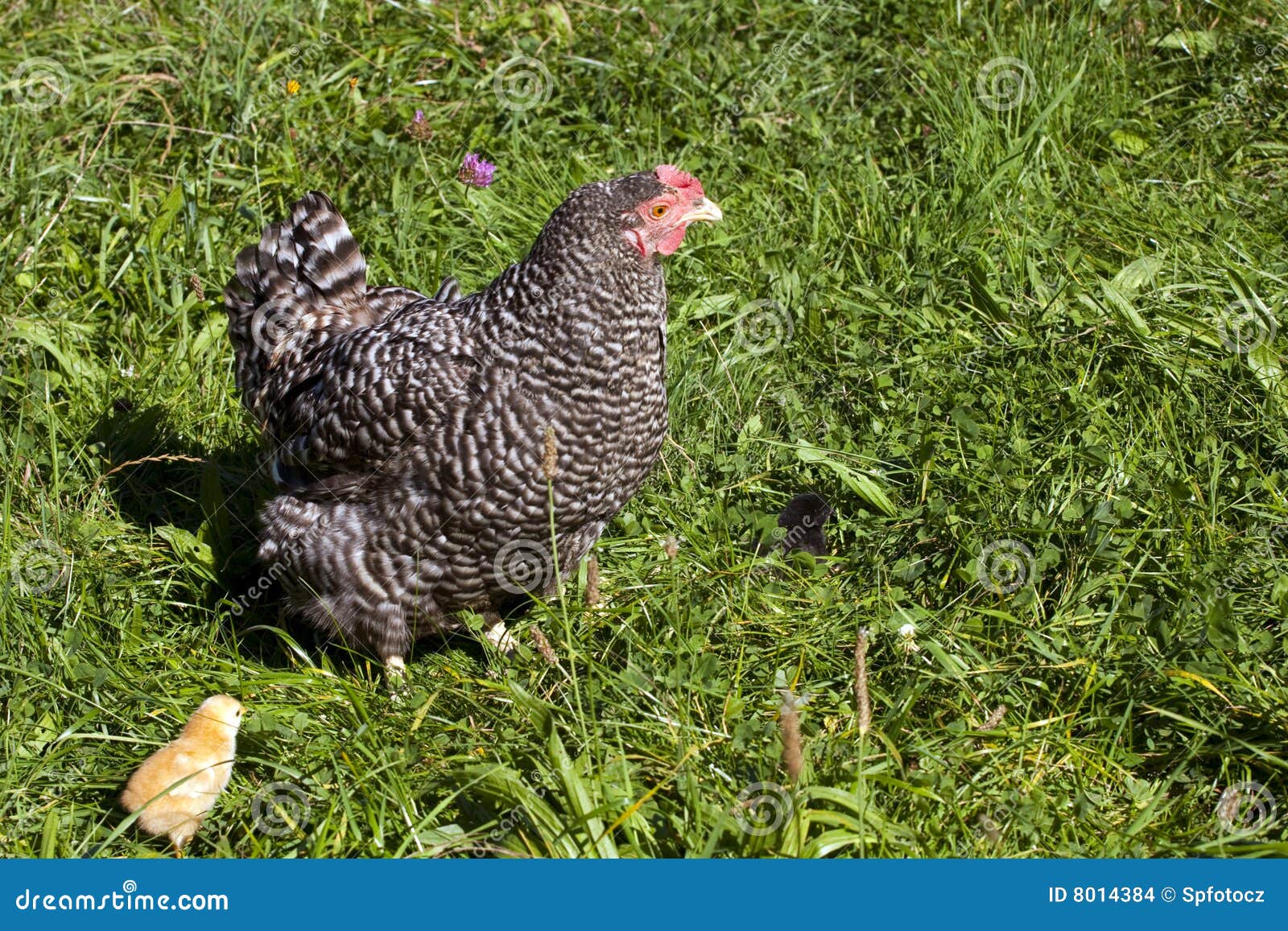 Hen and Chickens - Easter Concept Stock Photo - Image of color, beak ...