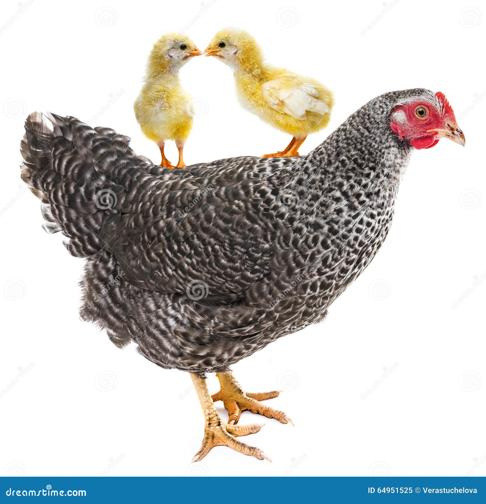 Hen and chickens stock image. Image of bird, farm, farming - 64951525