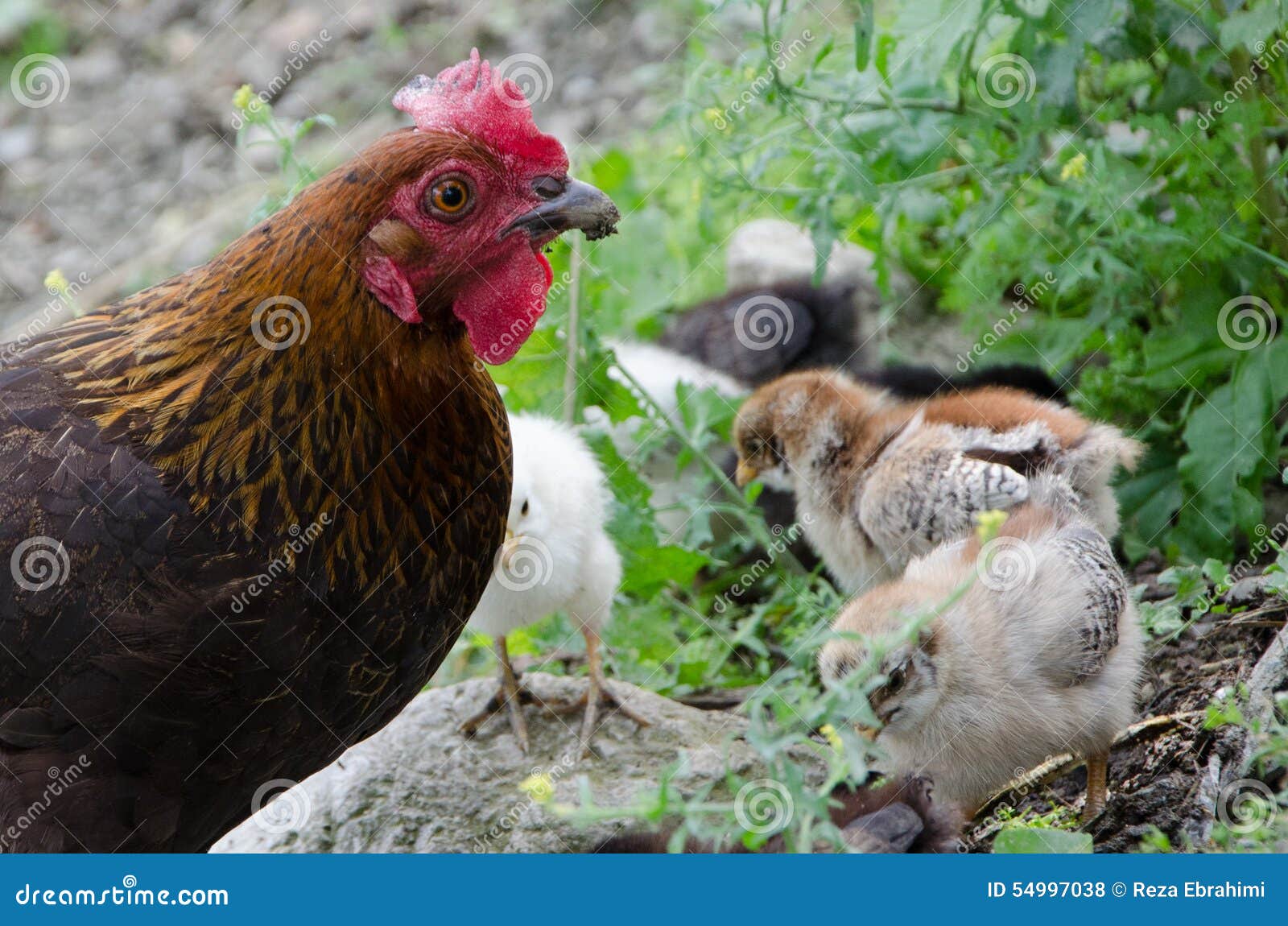 Hen and chickens stock photo. Image of birds, feeding - 54997038