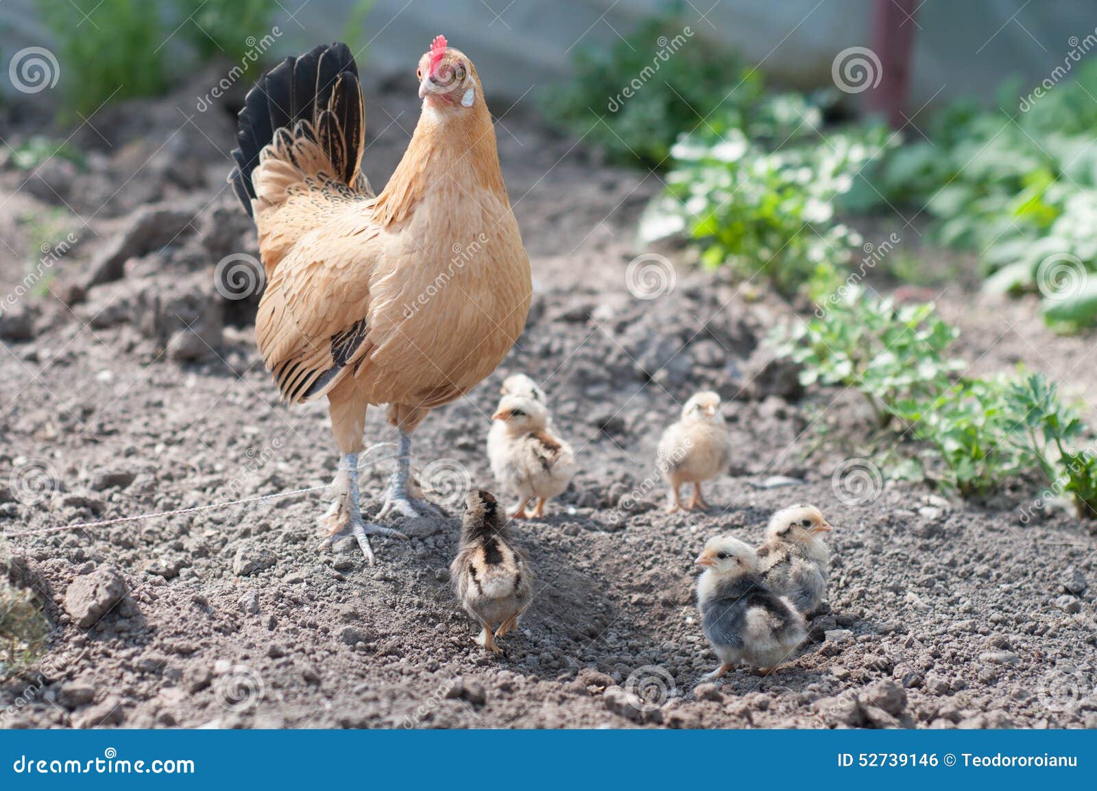 Hen and chickens 2 stock photo. Image of feather, birds - 52739146