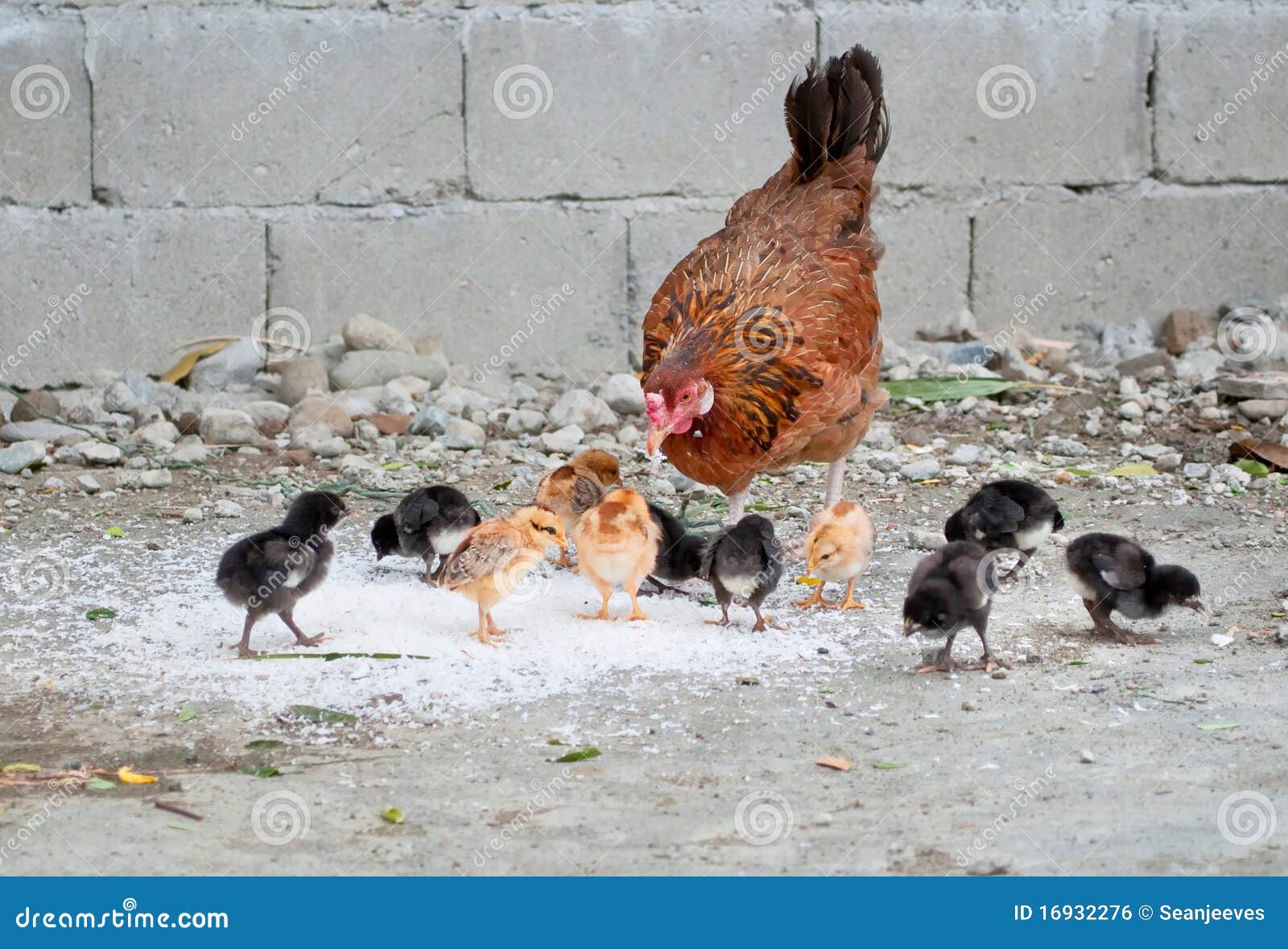 Hen and chicks stock photo. Image of bonding, shelter - 16932276