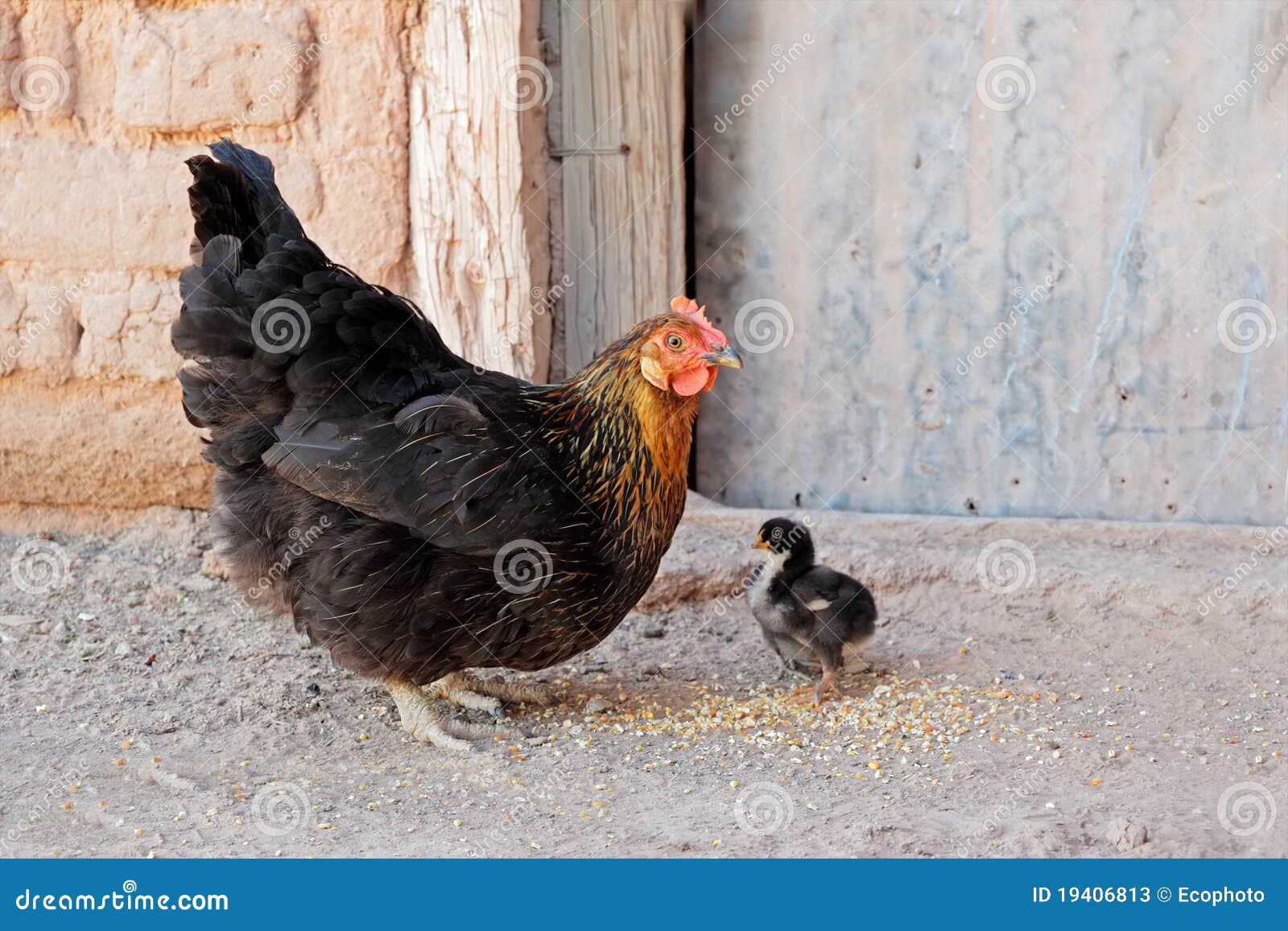 Hen with chicks stock image. Image of bird, feathers - 19406813