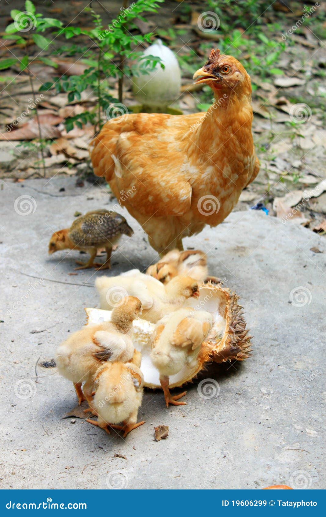 Hen and chicks stock image. Image of child, animal, bird - 19606299