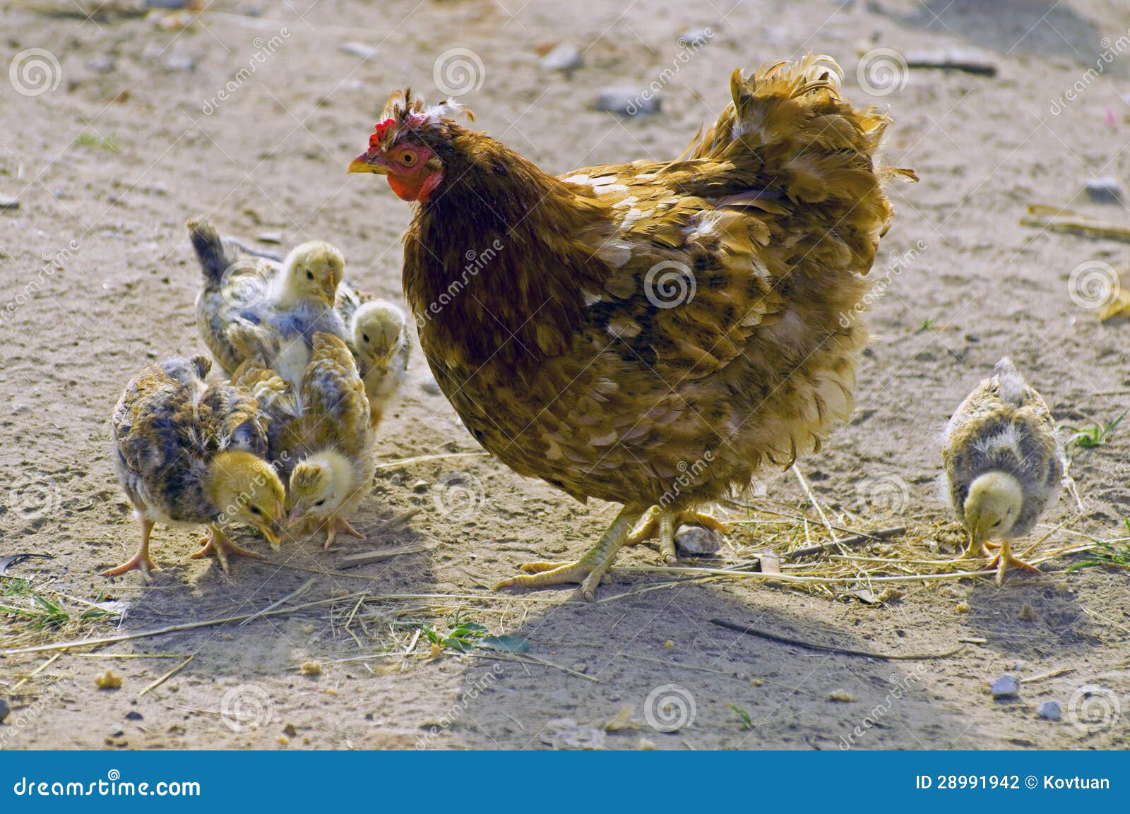 Hen with chicks stock photo. Image of peck, bird, chicken - 28991942