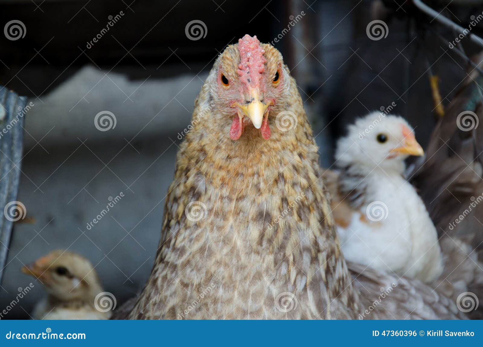 Hen and chicks stock photo. Image of beak, color, birds - 47360396