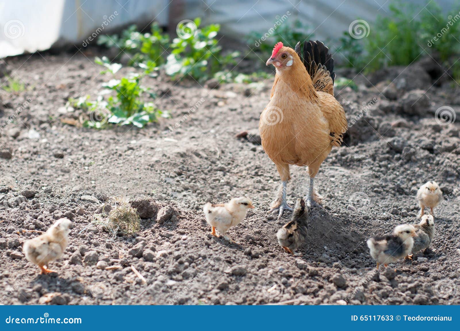 Hen and chicks stock image. Image of hens, farm, farmlife - 65117633