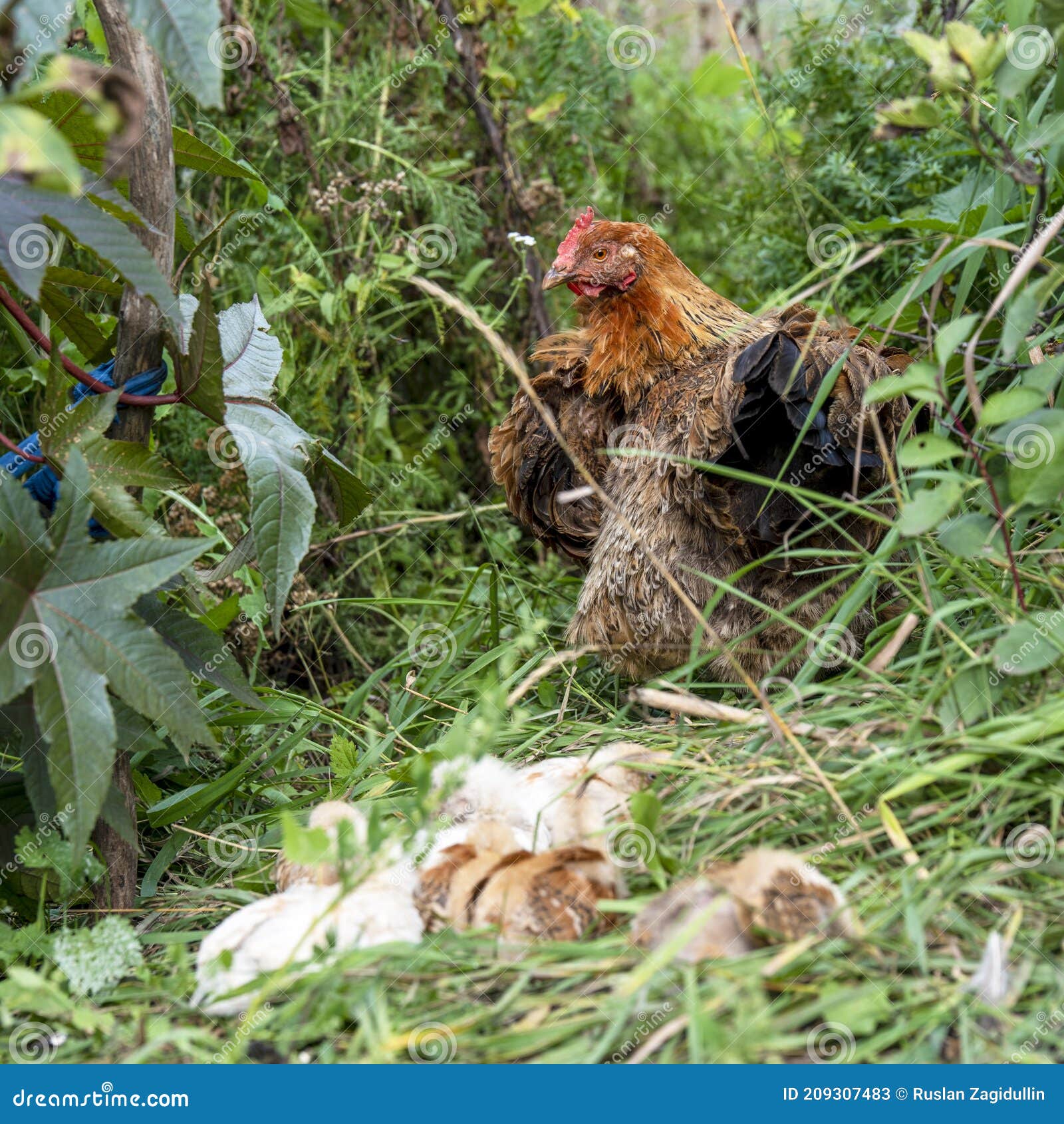 Hen with Chicks in Garden with Grass Stock Image - Image of yellow ...