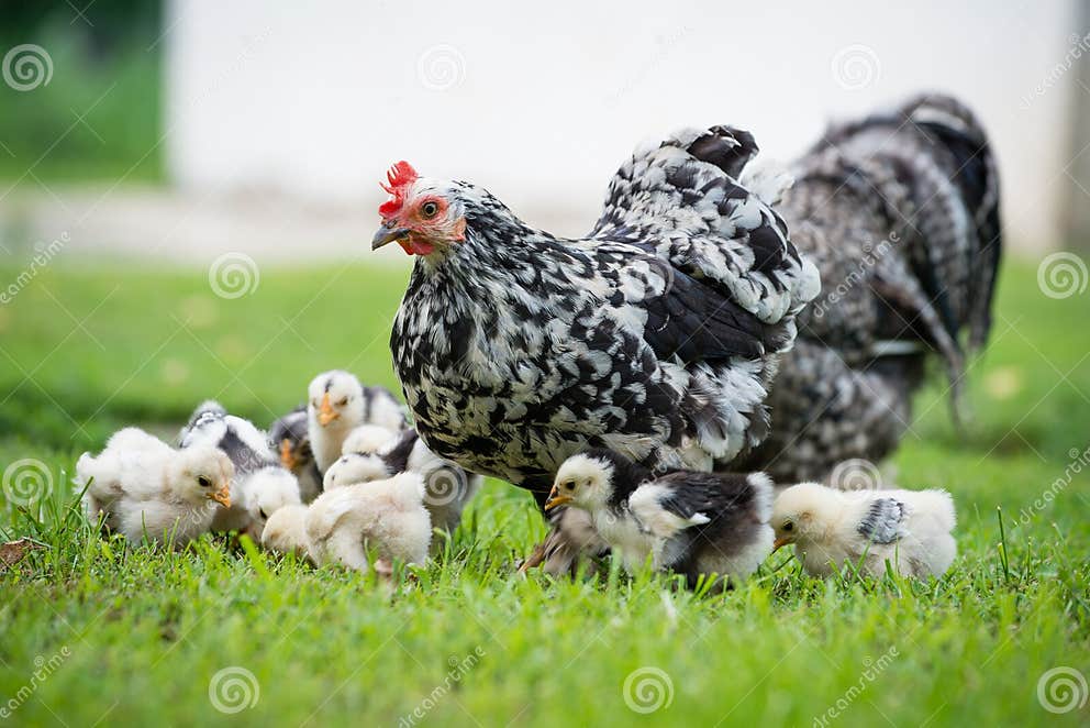 Hen with chicks stock photo. Image of fluff, confidence - 31478226